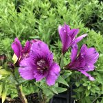 Buy Alstroemeria Plants Online | Online Shop | Proctors Nursery