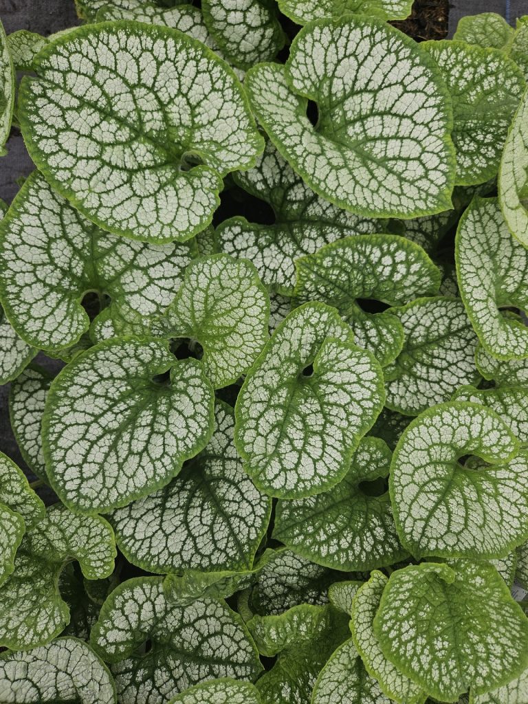 Brunnera macrophylla 'Sea Heart' | Shop Established Brunnera | Proctors ...