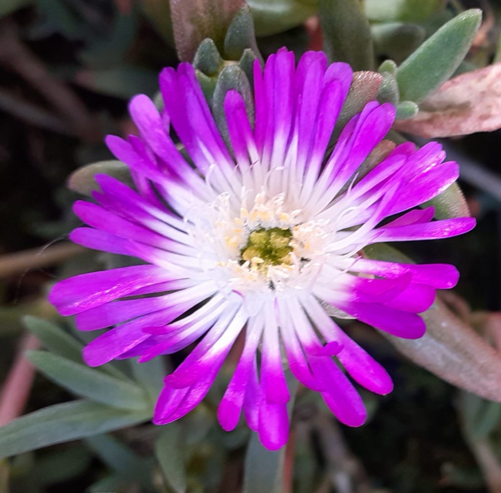 Delosperma 'Suntropics Hot Pink' | Shop Delosperma | Proctors Nursery