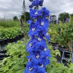 Buy Delphinium Plants Online | Online Shop | Proctors Nursery