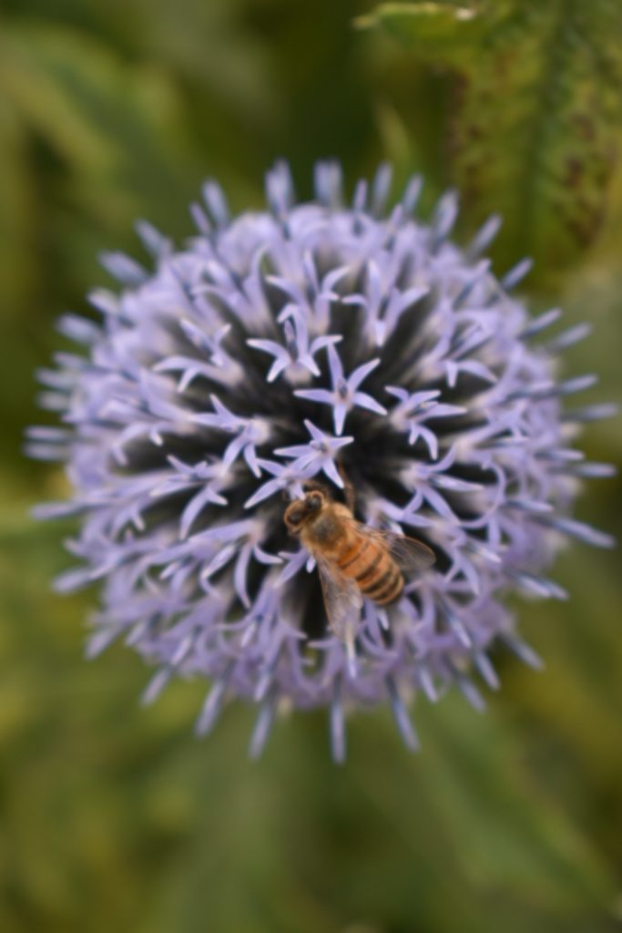 Echinops ritro | Shop Well Established Echinops | Proctors Nursery