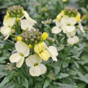 Buy Erysimum Plants Online | Online Shop | Proctors Nursery