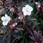 Buy Geranium Plants Online | Online Shop | Proctors Nursery