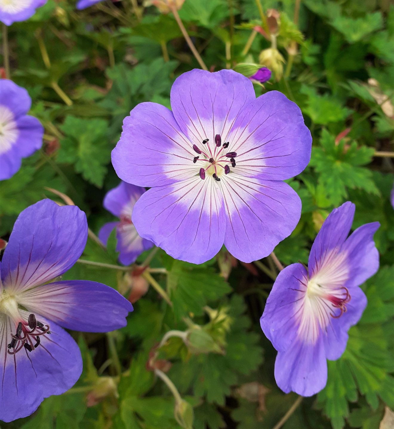 Geranium 'Rozanne' (PBR) | Well Established Geranium | Proctors Nursery