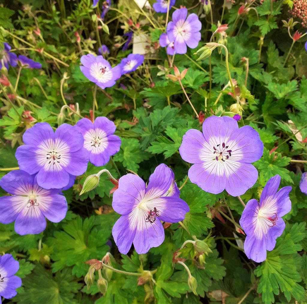 Geranium 'Rozanne' (PBR) | Well Established Geranium | Proctors Nursery