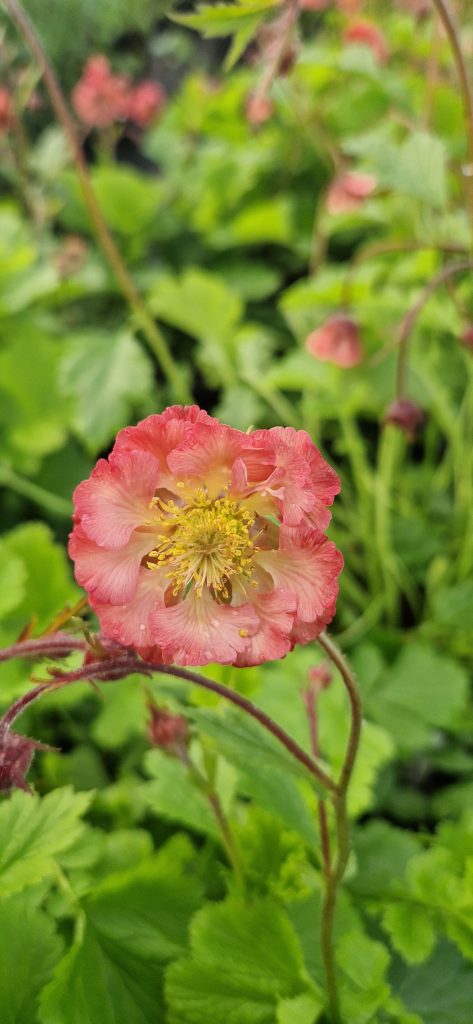 Geum 'Pink Petticoats' | Shop Well Established Geum | Proctors Nursery