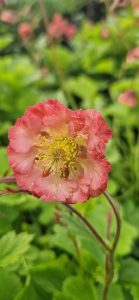 Geum 'Pink Petticoats' | Shop Well Established Geum | Proctors Nursery