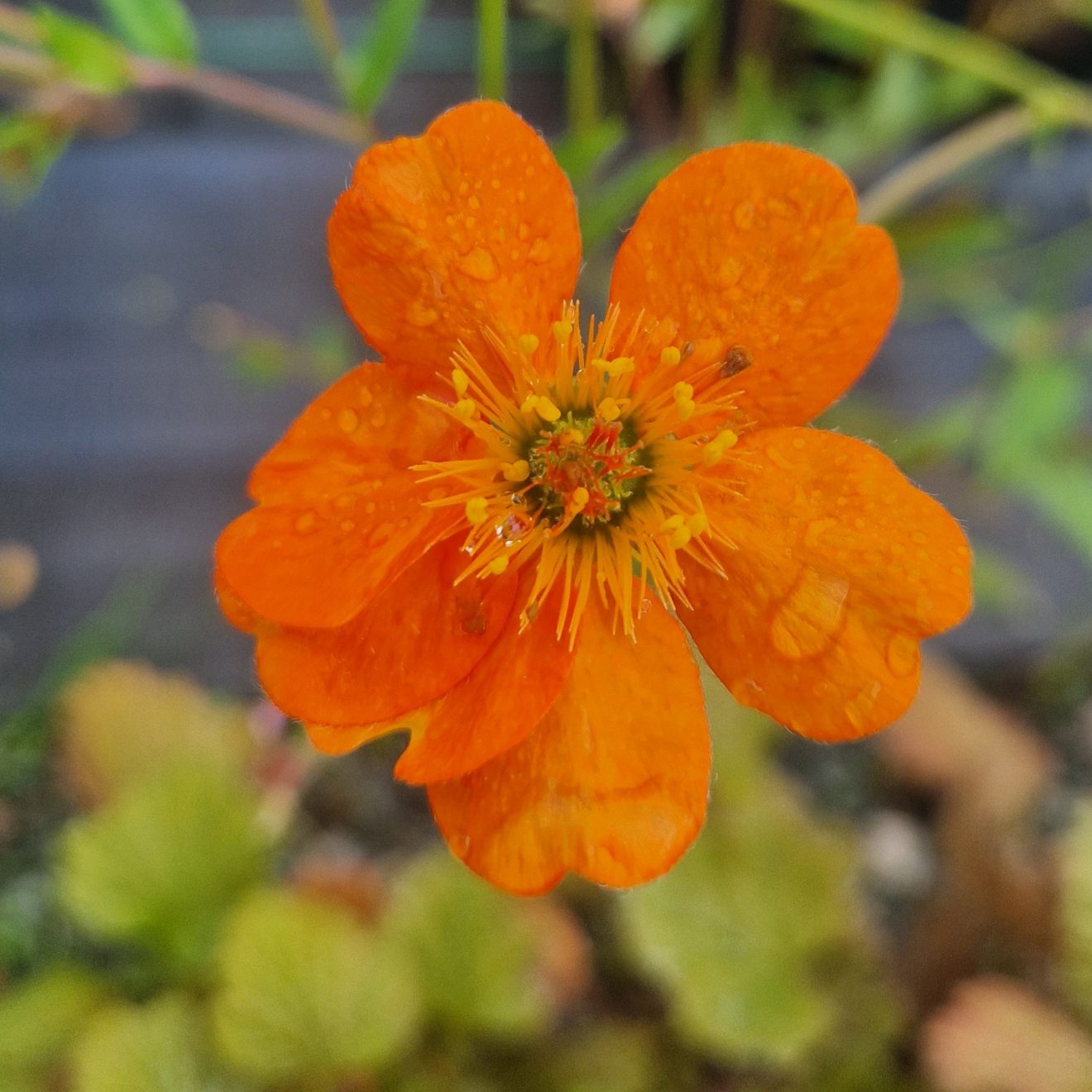 Buy Geum Plants Online | Online Shop | Proctors Nursery