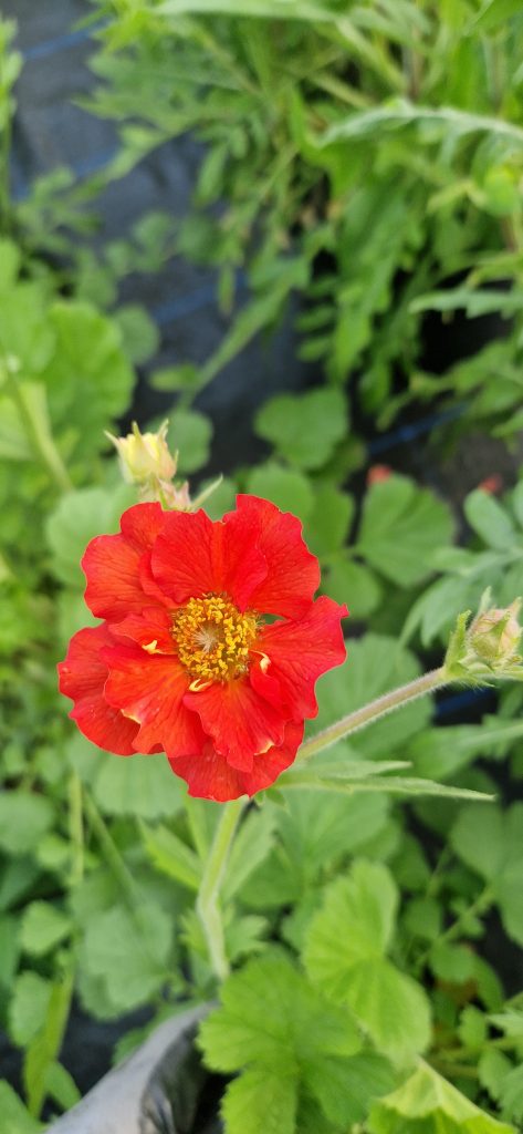 Geum 'Scarlet Tempest' | Shop Well Established Geums| Proctors Nursery