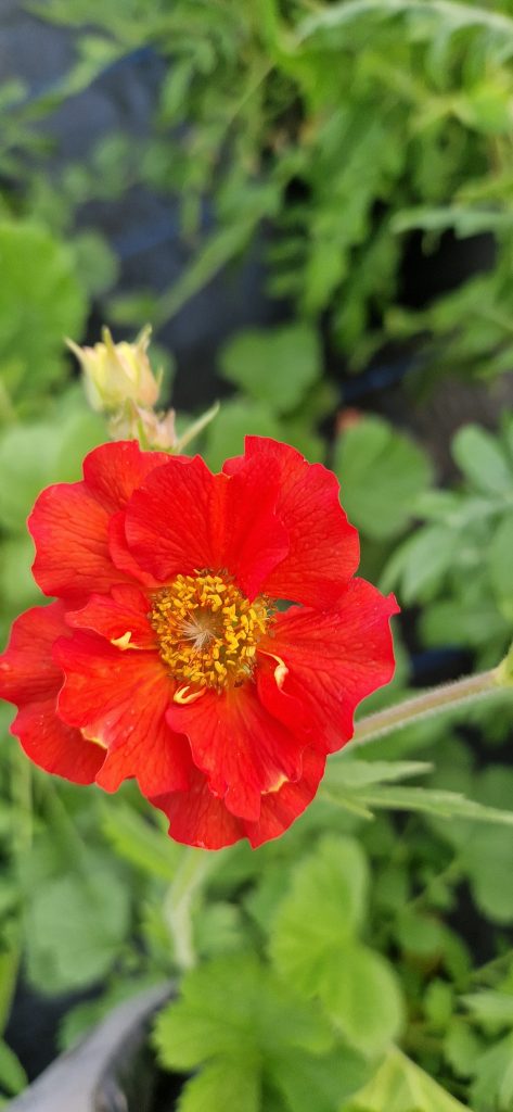 Geum 'Scarlet Tempest' | Shop Well Established Geums| Proctors Nursery