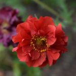 Buy Geum Plants Online | Online Shop | Proctors Nursery