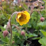 Buy Geum Plants Online | Online Shop | Proctors Nursery