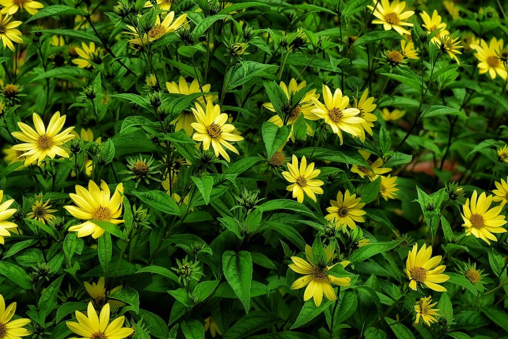 Helianthus 'Lemon Queen' | Well Established Helianthus | Proctors Nursery
