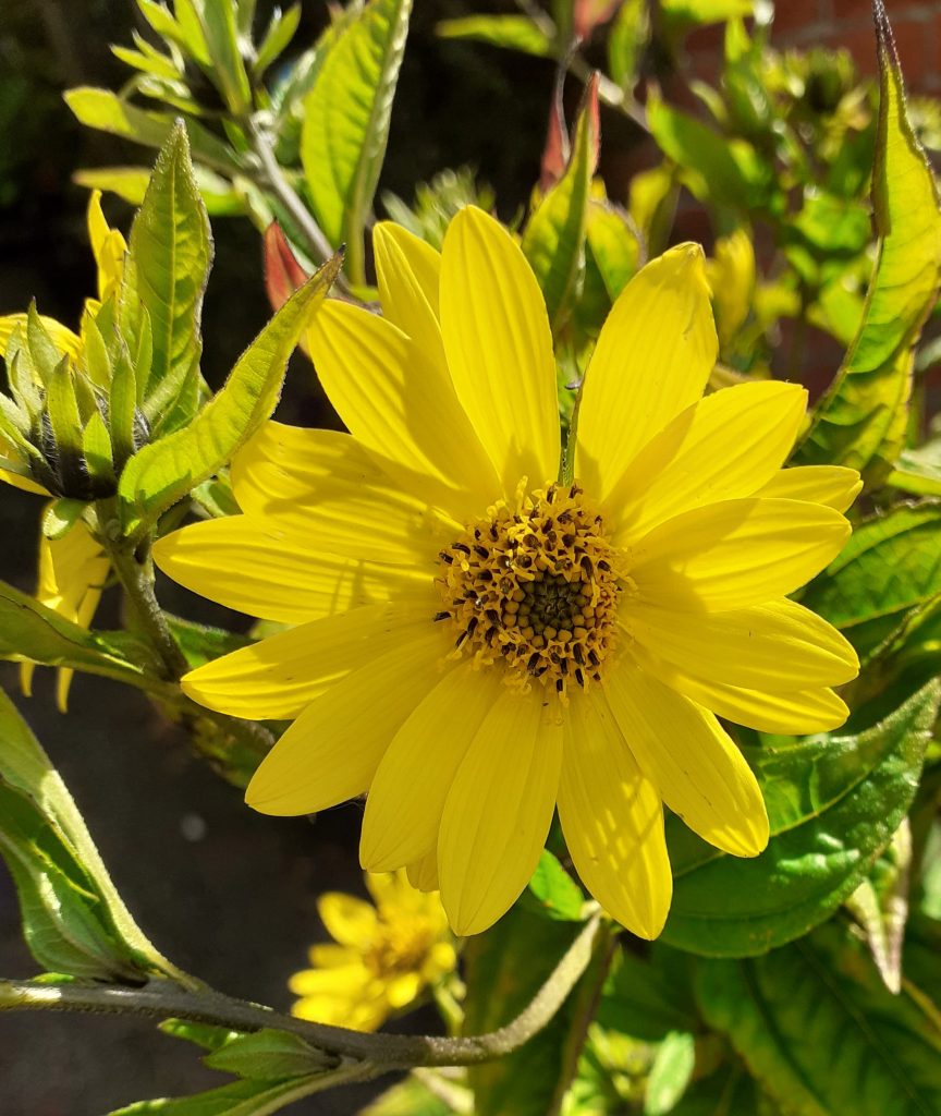 Helianthus 'Lemon Queen' | Well Established Helianthus | Proctors Nursery
