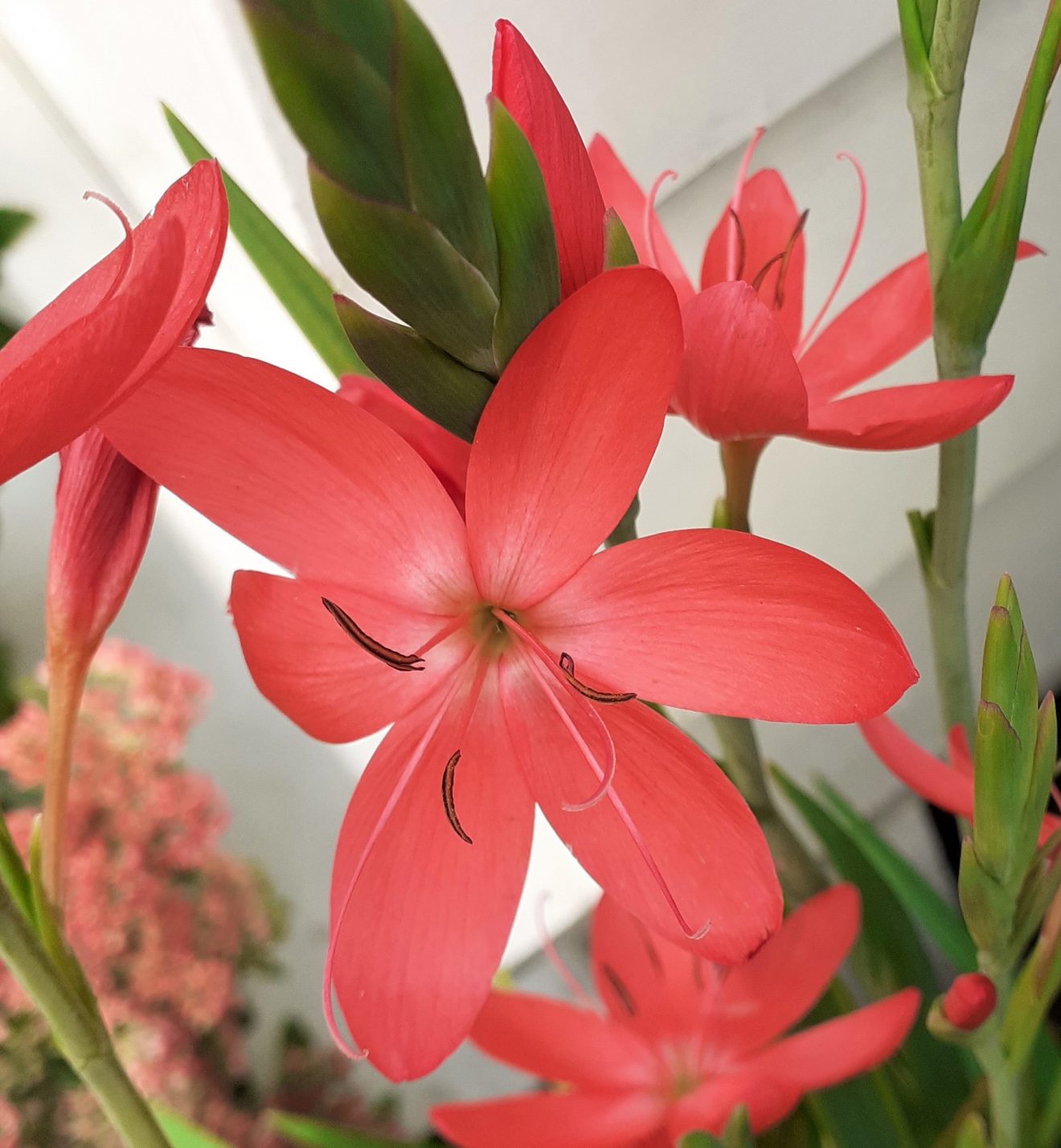 Hesperantha coccinea 'Oregon Sunset' | Proctors Nursery