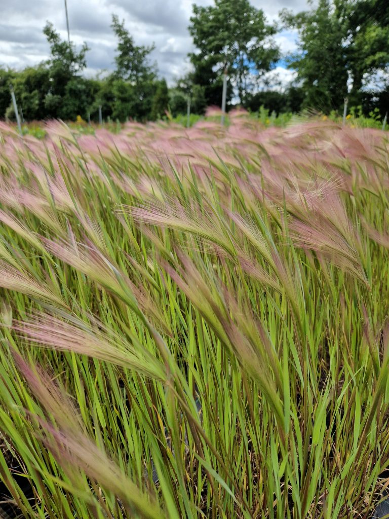 Hordeum jubatum Squirrel Tail Grass | Proctors Nursery