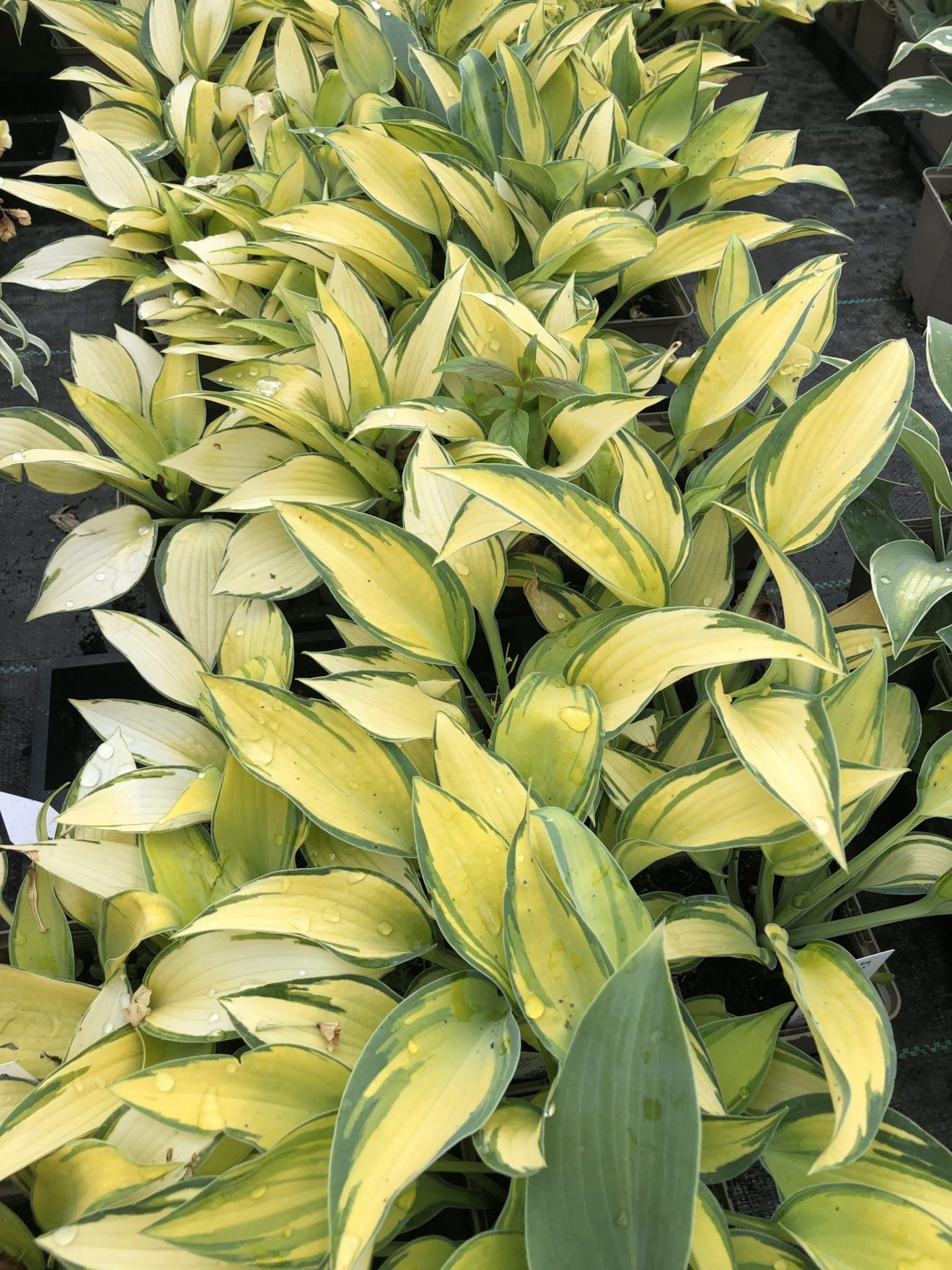 Hosta 'First Frost' | Shop Well Established Hosta | Proctors Nursery