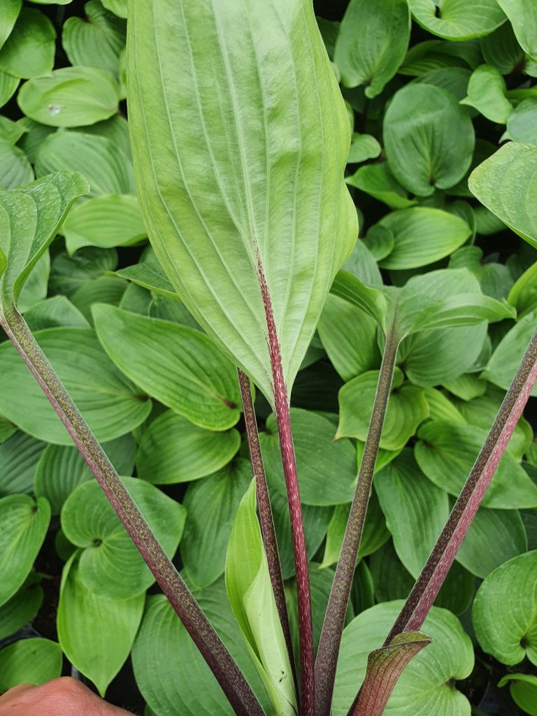 Hosta 'Purple Heart' | Buy Well Established Hosta | Proctors Nursery