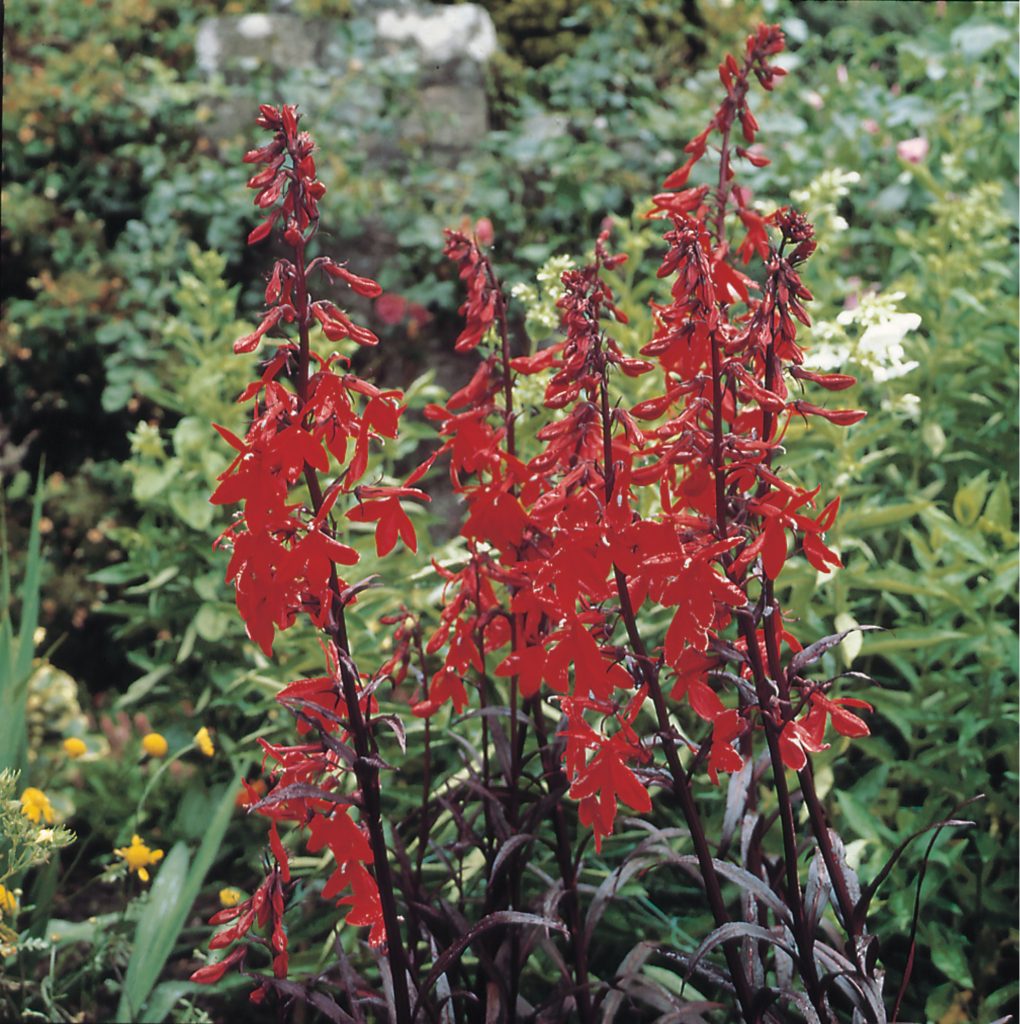 Buy Lobelia Plants Online | Online Shop | Proctors Nursery