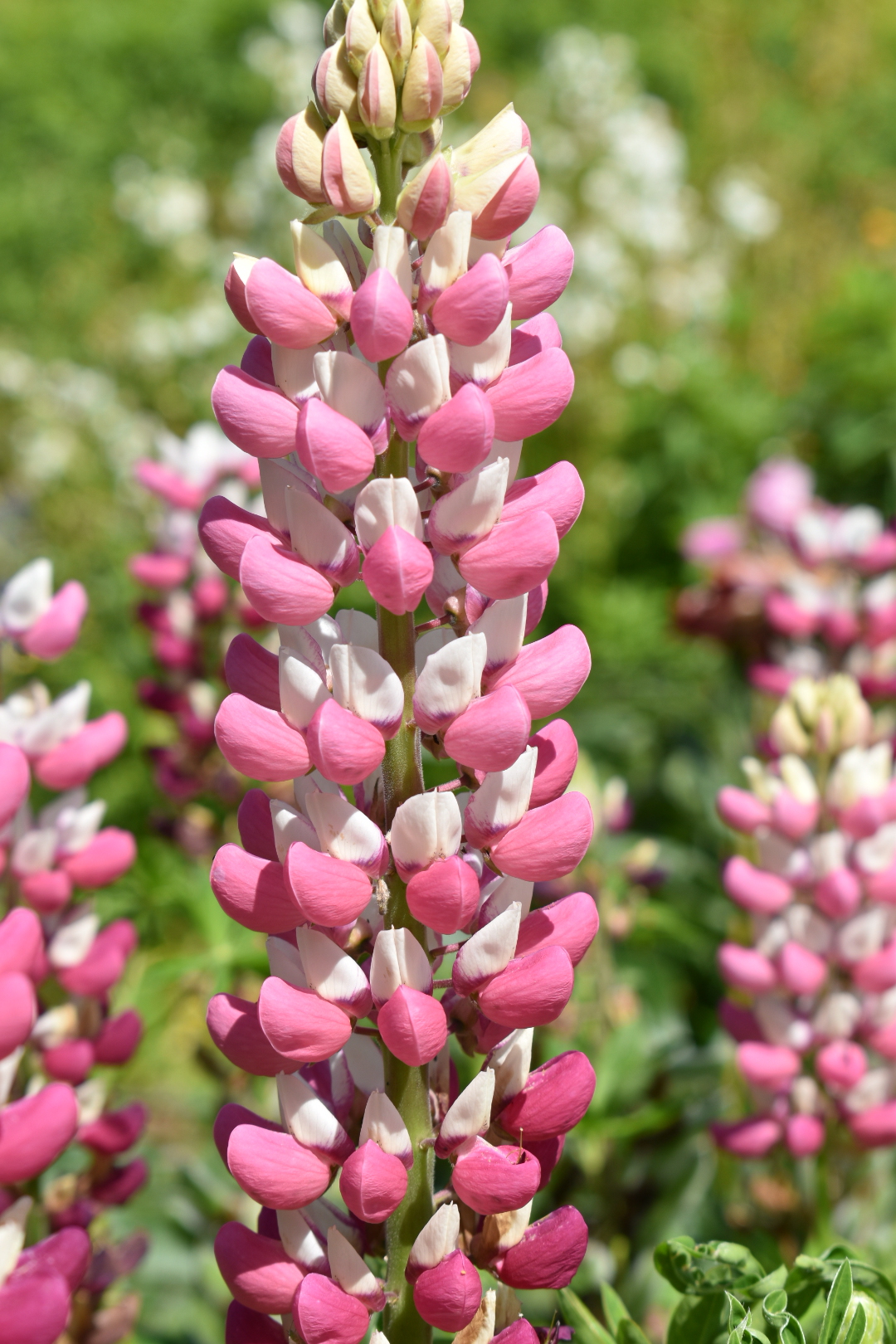 Lupinus 'The Chatelaine' | Shop Well Established Lupins | Proctors Nursery
