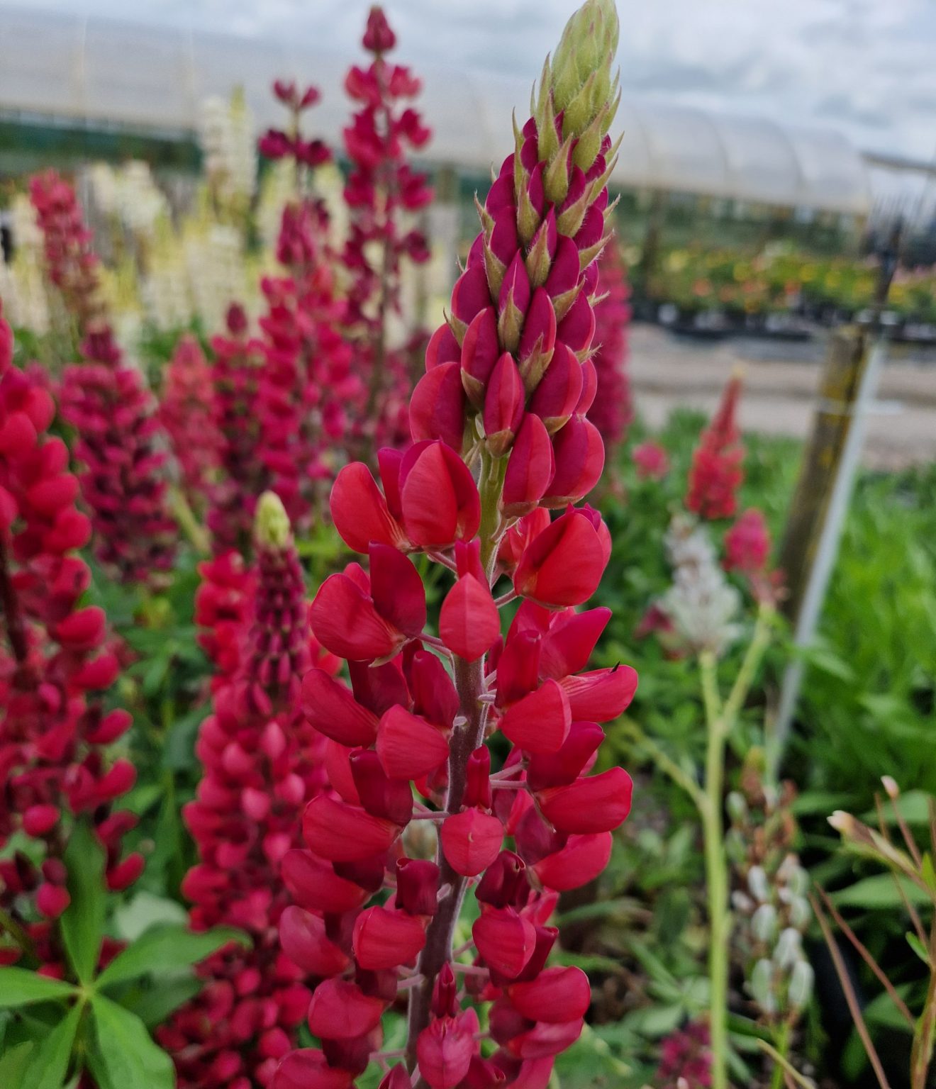 Lupinus 'My Castle' | Shop Well Established Lupins| Proctors Nursery