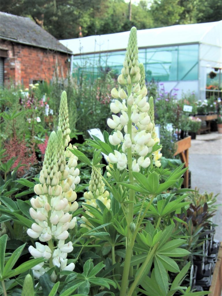 Lupinus 'Noble Maiden' | Shop Well Established Lupins | Proctors Nursery