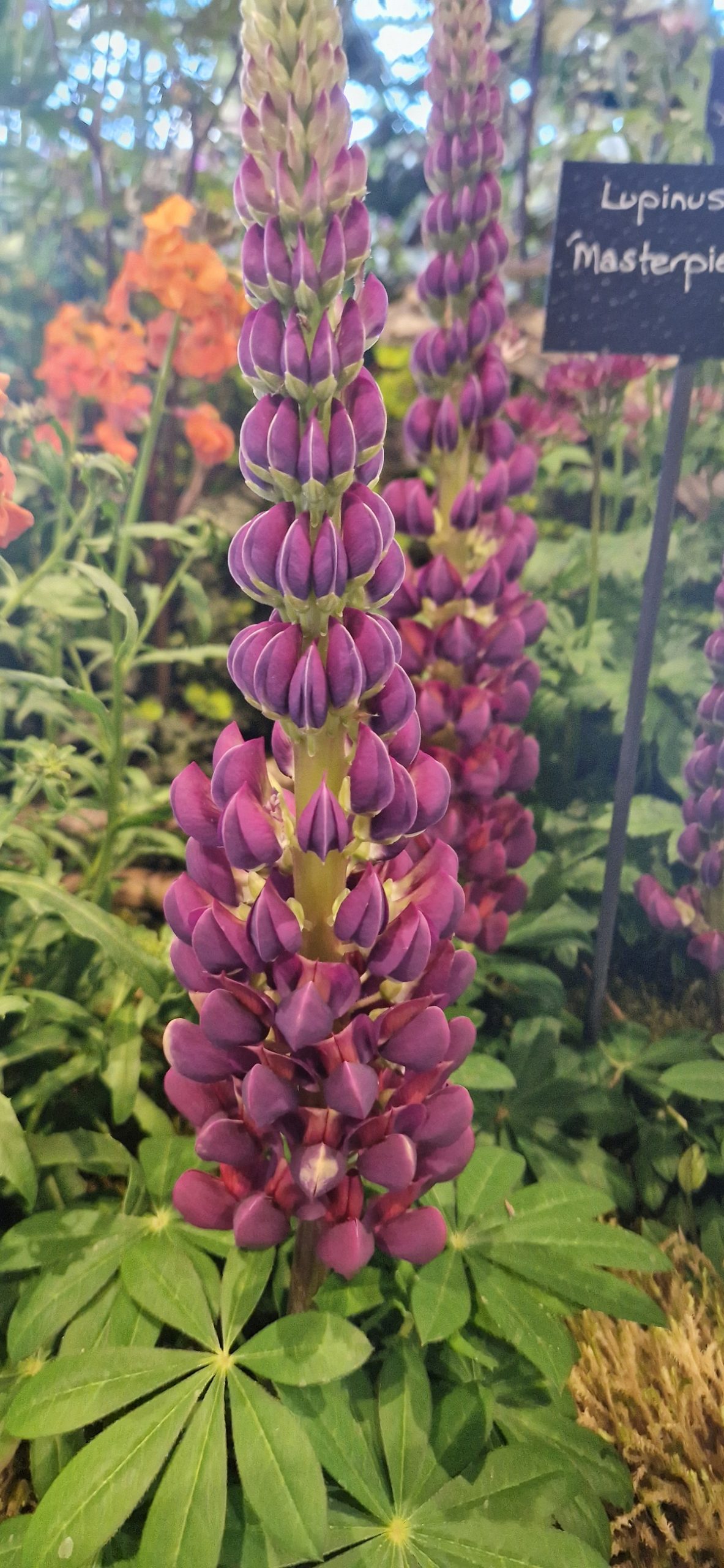 Lupinus West Country 'Masterpiece' | Proctors Nursery