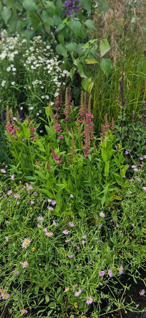 Lythrum salicaria 'Robin' | Proctors Nursery