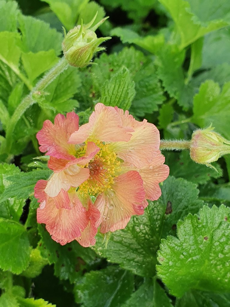Geum 'Mai Tai' | Shop Well Established Geums | Proctors Nursery