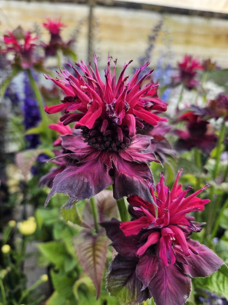 Monarda 'Fireball' | Shop Well Established Monarda | Proctors Nursery