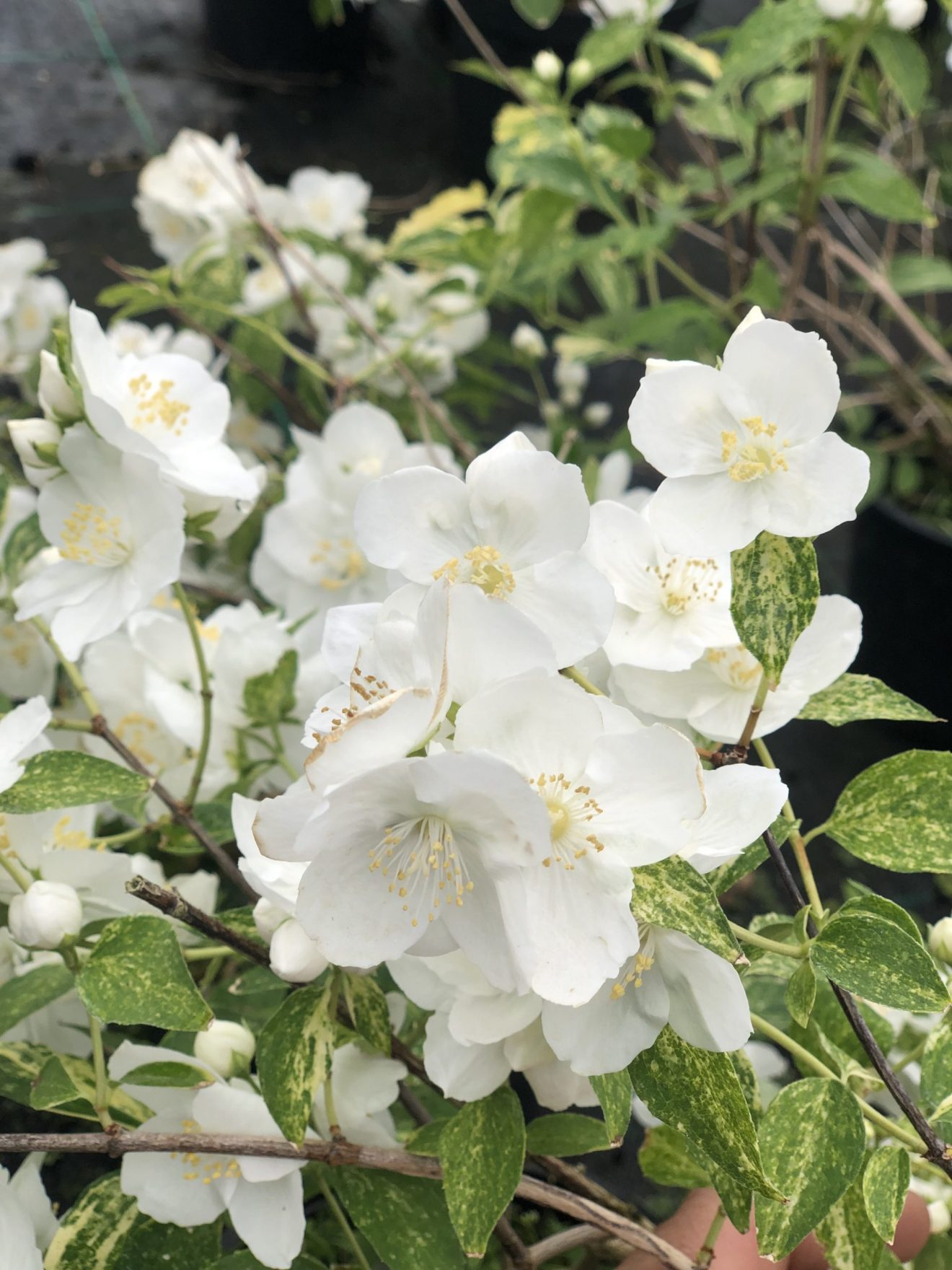 Philadelphus 'Innocence' | Proctors Nursery