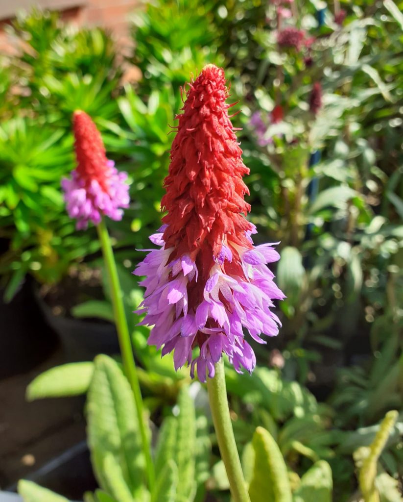 Primula vialii | Shop Well Established Primula | Proctors Nursery