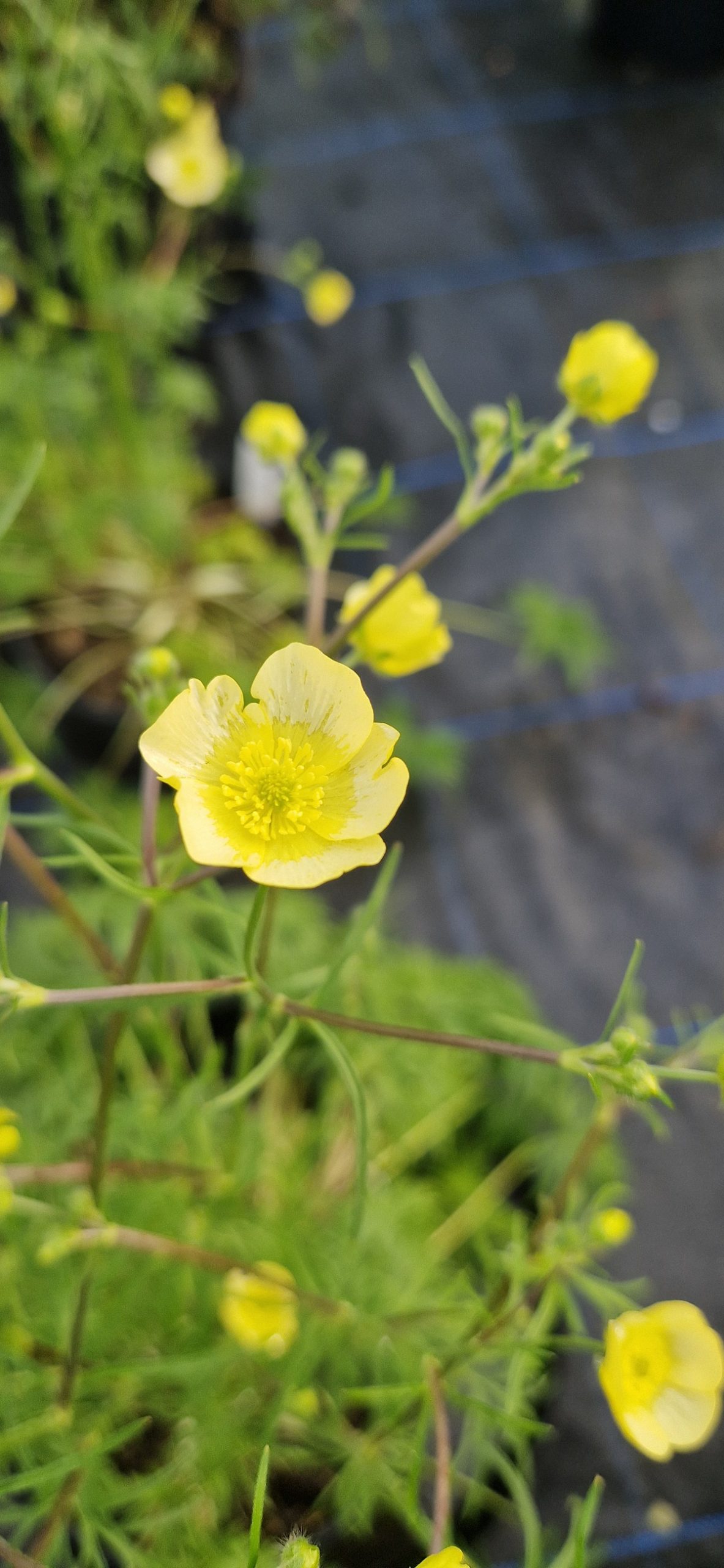 Ranunculus acris 'Citrinus' | Established Ranunculus | Proctors Nursery