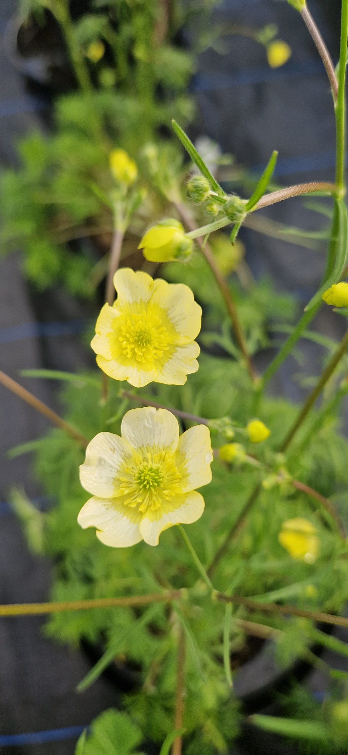 Ranunculus acris 'Citrinus' | Established Ranunculus | Proctors Nursery