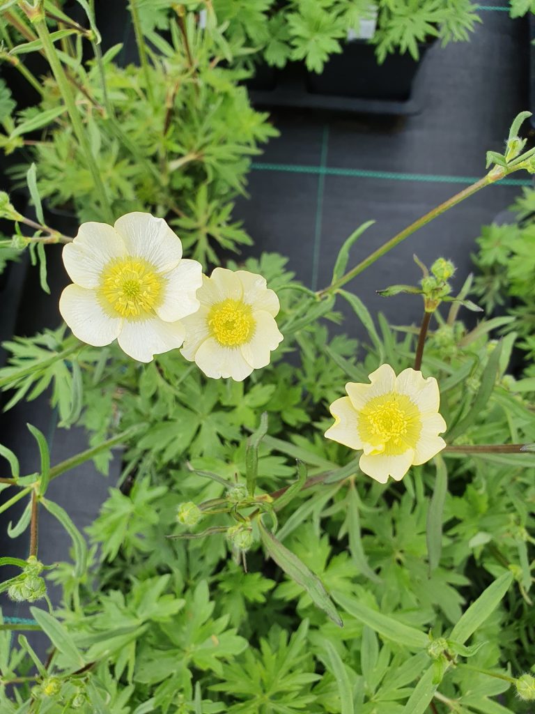 Ranunculus acris 'Citrinus' | Established Ranunculus | Proctors Nursery