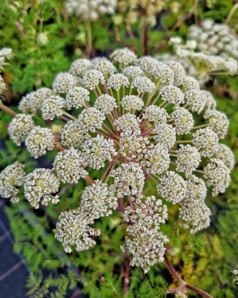 Selinum wallichianum | Buy Well Established Selinum | Proctors Nursery