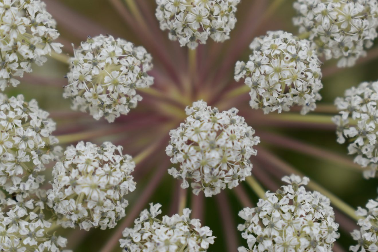 Selinum wallichianum | Buy Well Established Selinum | Proctors Nursery