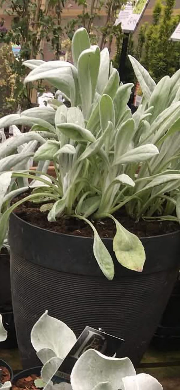 Senecio niveoaureus 'Silver Feathers' | Proctors Nursery