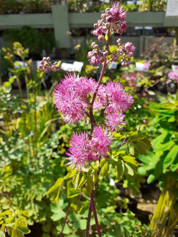 Thalictrum 'Black Stockings' | Established Thalictrum| Proctors Nursery