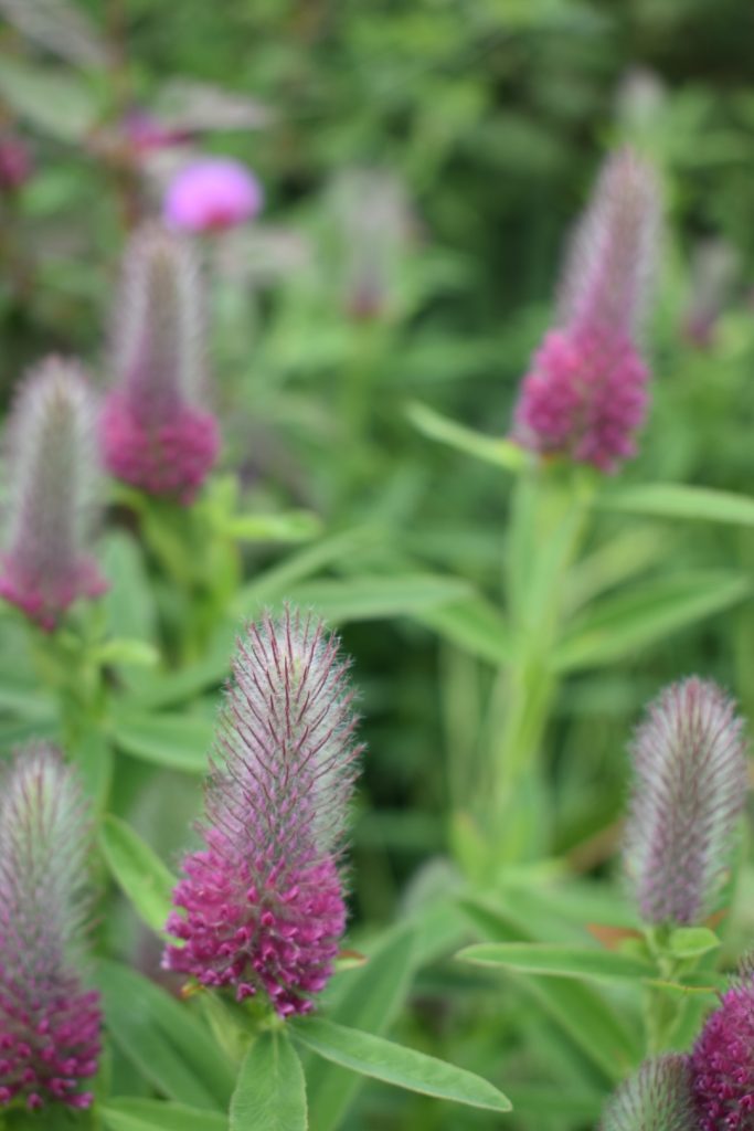 Trifolium rubens 'Red Feathers' | Established Trifolium | Proctors Nursery
