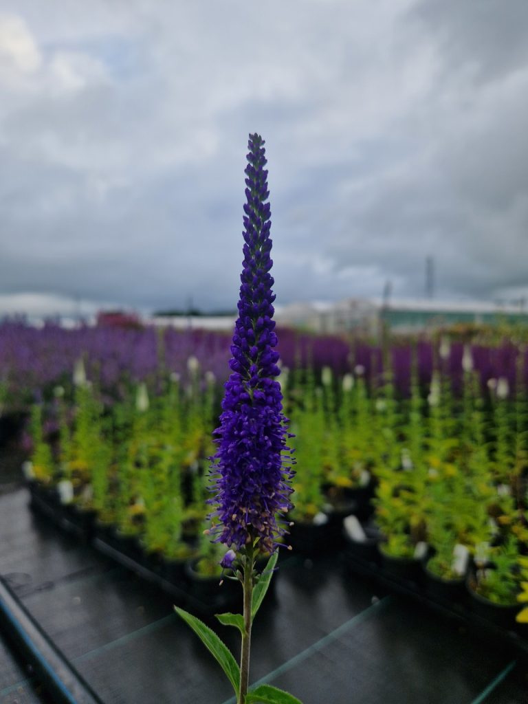 Veronica longifolia 'First Glory' | Established Veronica | Proctors Nursery