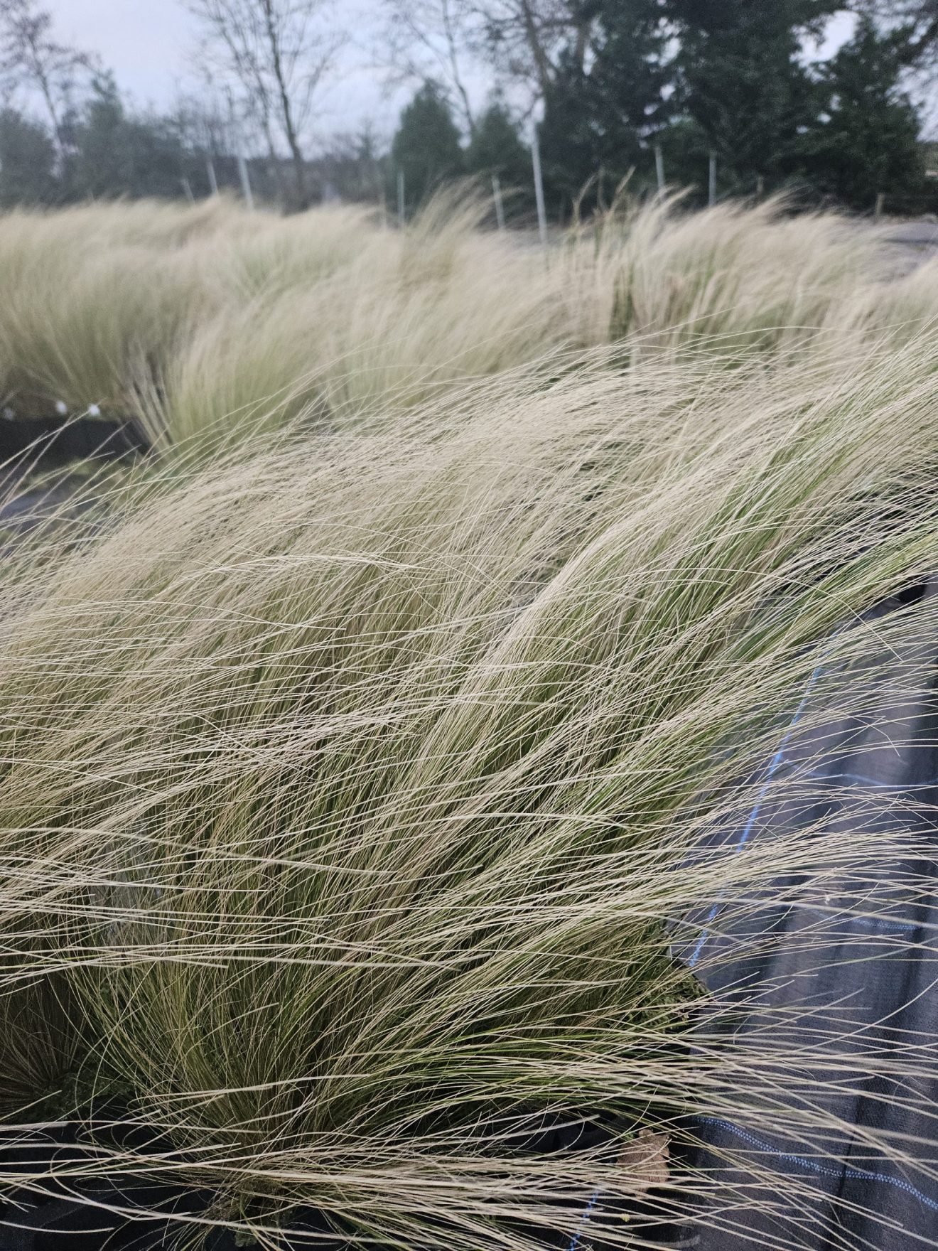 Stipa tenuissima 'Pony Tails' | Well Established Stipa | Proctors Nursery