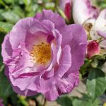 Roses | Proctors Nursery