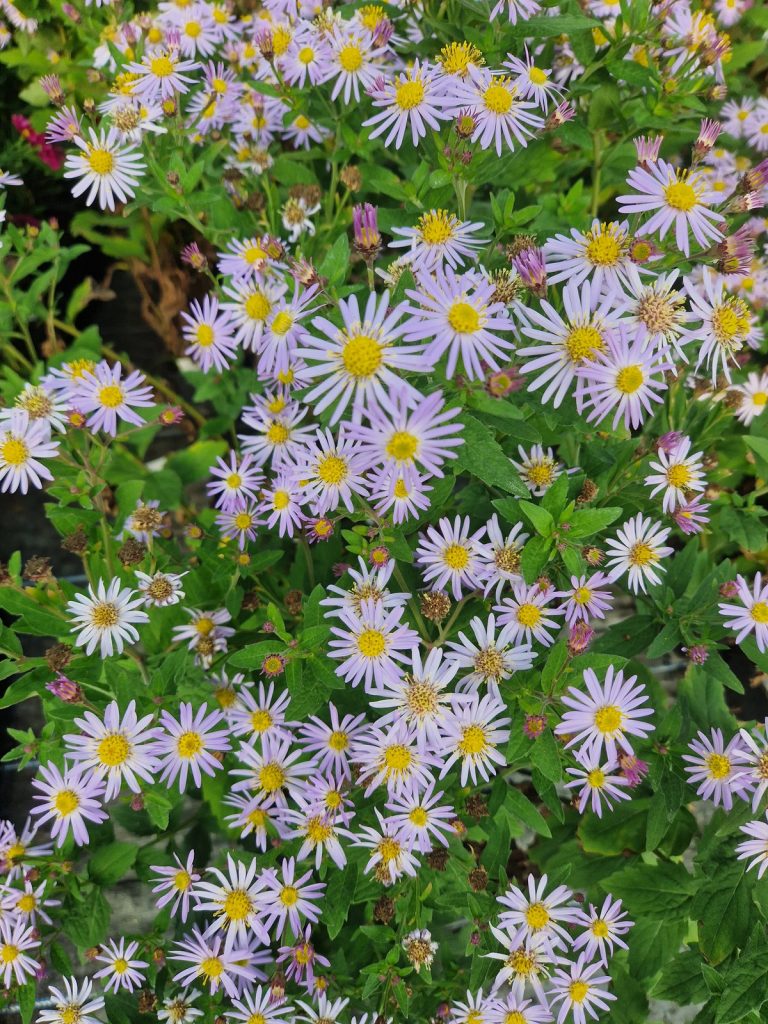 Symphyotrichum (Aster) ageratoides 'Asran' | Well Established Aster ...