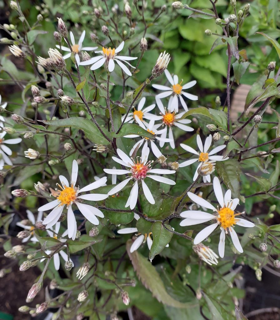 Symphyotrichum (Aster) divaricatus 'Eastern Star' | Shop Asters ...