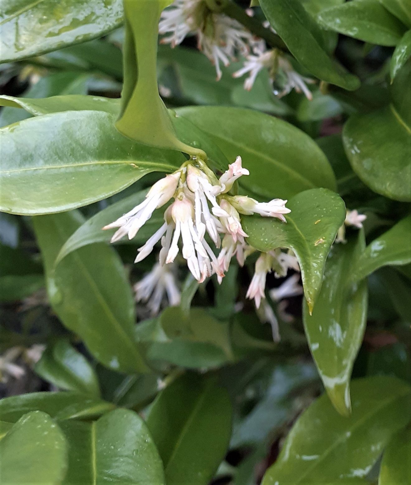 Sarcococca confusa | Well Established Sarcococca | Proctors Nursery