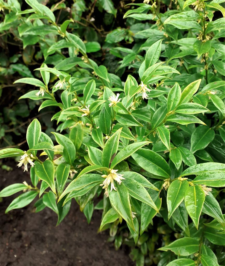 Sarcococca confusa | Well Established Sarcococca | Proctors Nursery