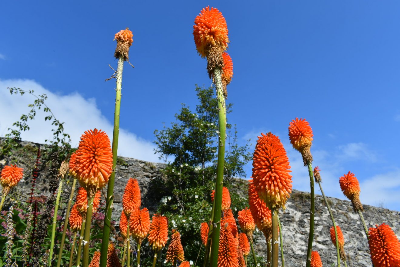 Kniphofia rooperi | Well Established Kniphofia | Proctors Nursery