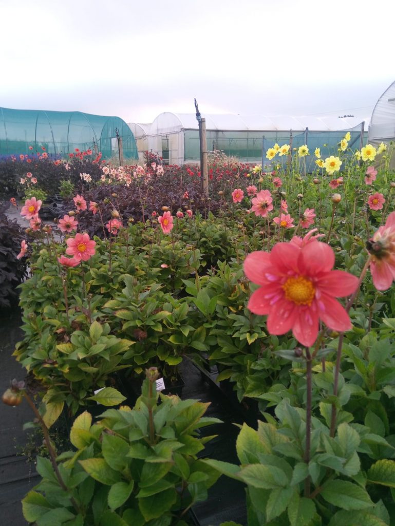 Proctors Production Site | Proctors Nursery