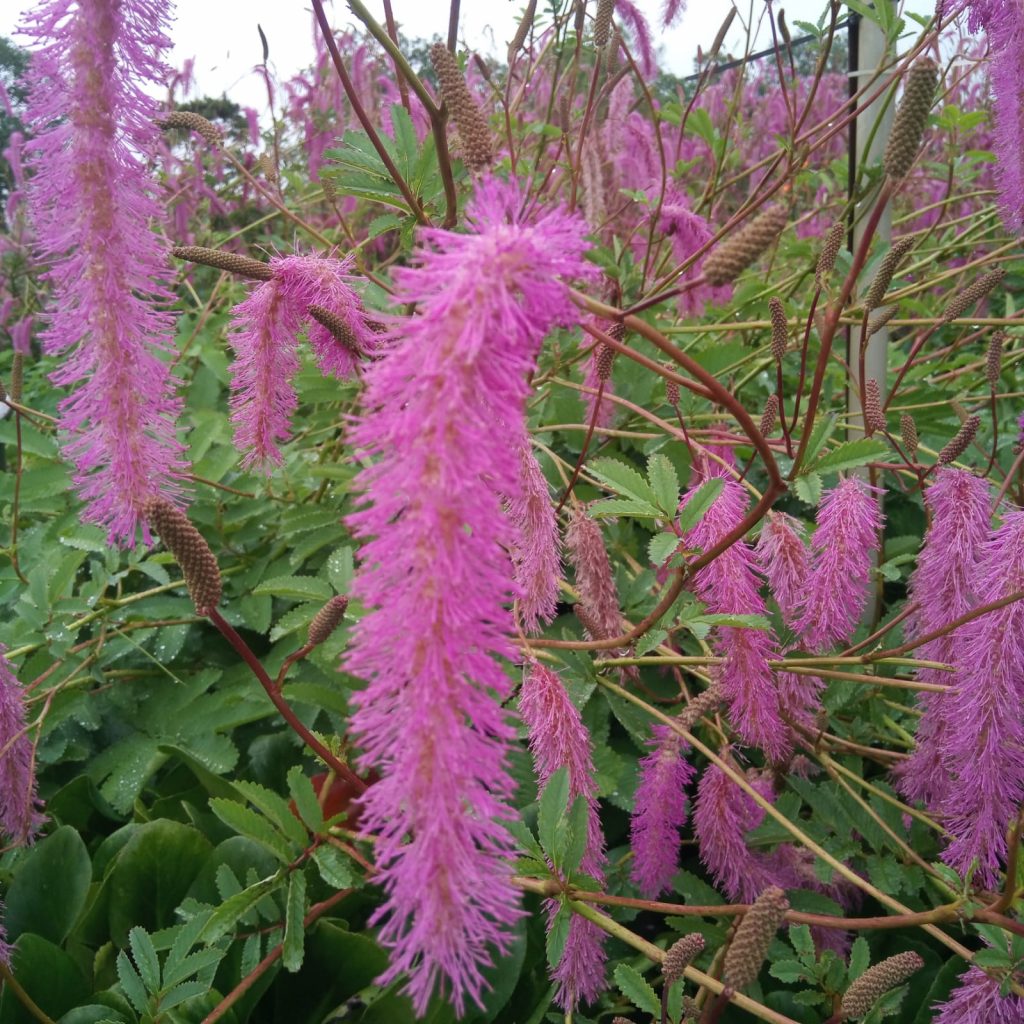 Sanguisorba hakusanensis 'Lilac Squirrel' | Proctors Nursery